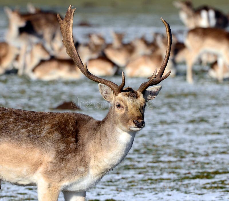 Young Stag stock image. Image of meadow, stag, antler - 24294731
