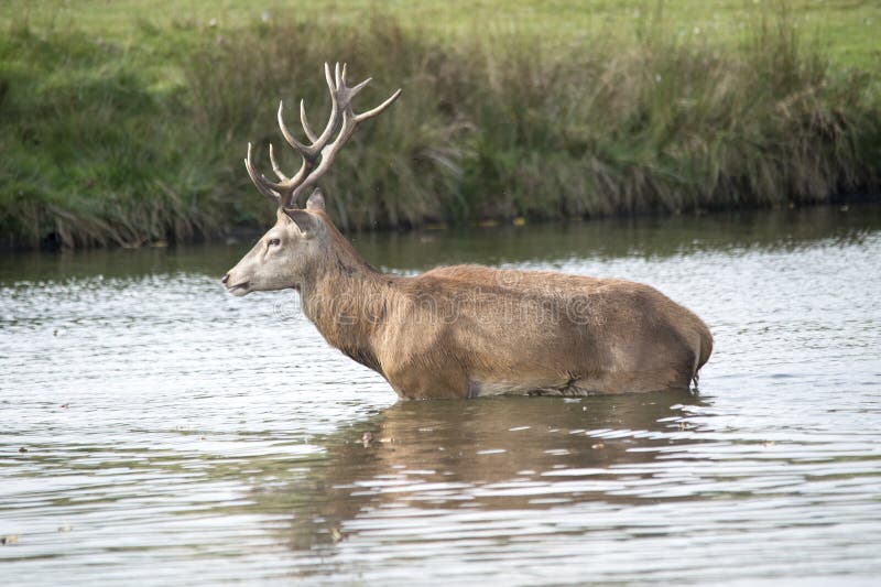 Young stag in lake stock photo. Image of keeping, mammal - 49430416