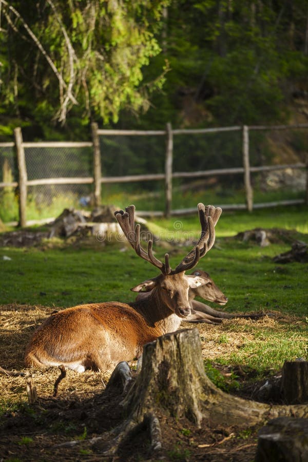 Young Stag Resting on a Field Stock Photo - Image of antler, looking ...