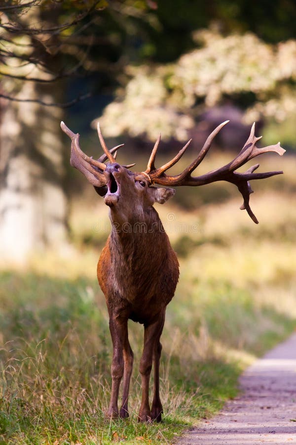 Young stag roaring stock image. Image of young, dyrehaven - 20577495
