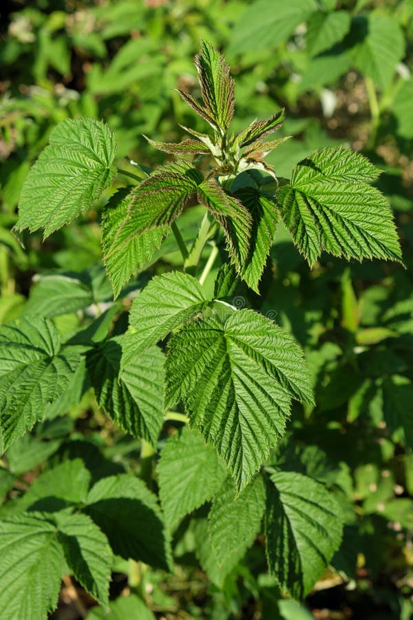 Young Stalk of Raspberry Bush. Raspberry Sprouts Stock Image - Image of ...
