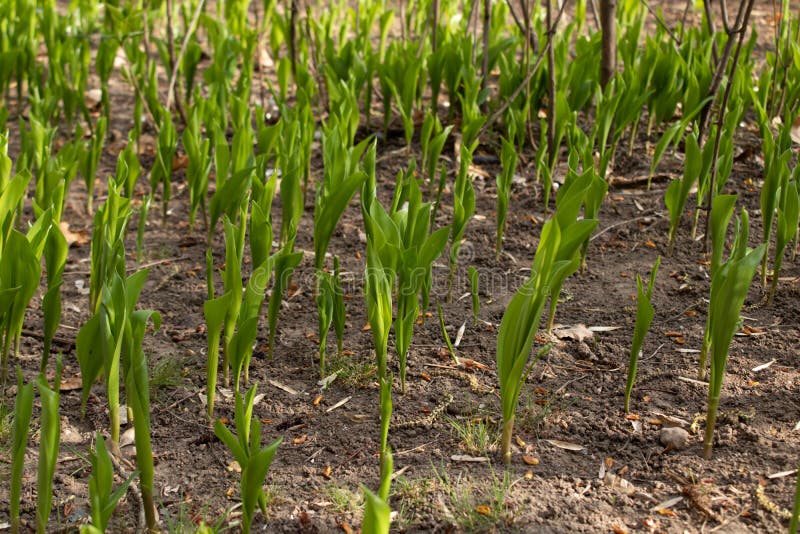 Young Stalks on a Farm in Close-up Stock Image - Image of breeding ...