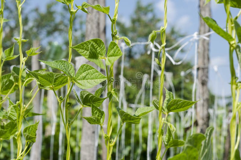 Young Stalks of a String Bean Stock Image - Image of harvest, closeup ...