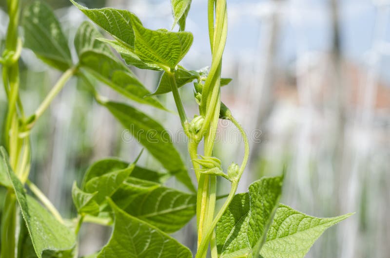 Young Stalks of a String Bean Stock Photo - Image of harvest ...