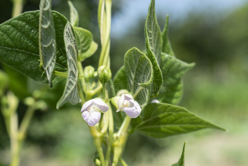 Young Stalks of a String Bean Stock Photo - Image of harvest ...