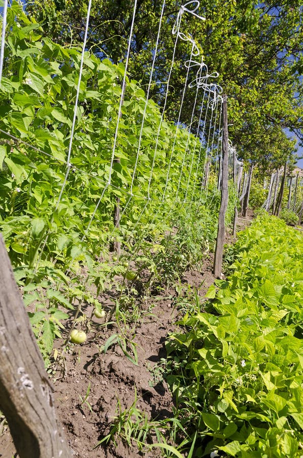 Young Stalks of a String Bean Stock Photo - Image of harvest ...