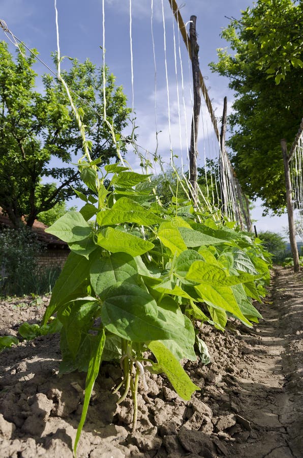 Young Stalks of a String Bean Stock Photo - Image of harvest ...