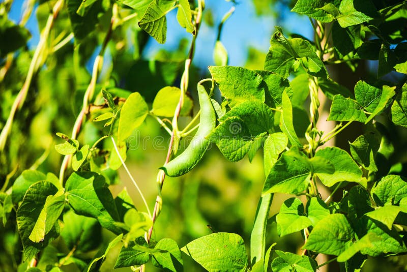 Young Stalks of a String Bean on Poles Stock Photo - Image of garden ...