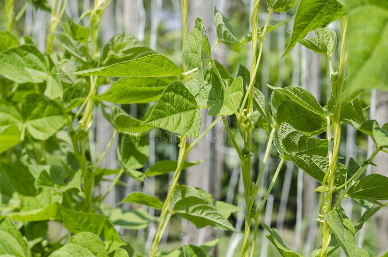 Young Stalks of a String Bean Stock Photo - Image of harvest ...