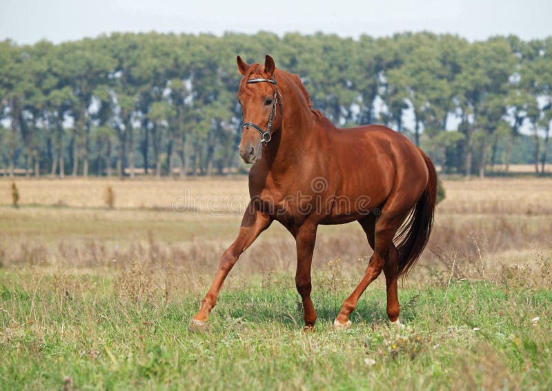 Chestnut Stallion Grazes in a Meadow Stock Image - Image of horse ...