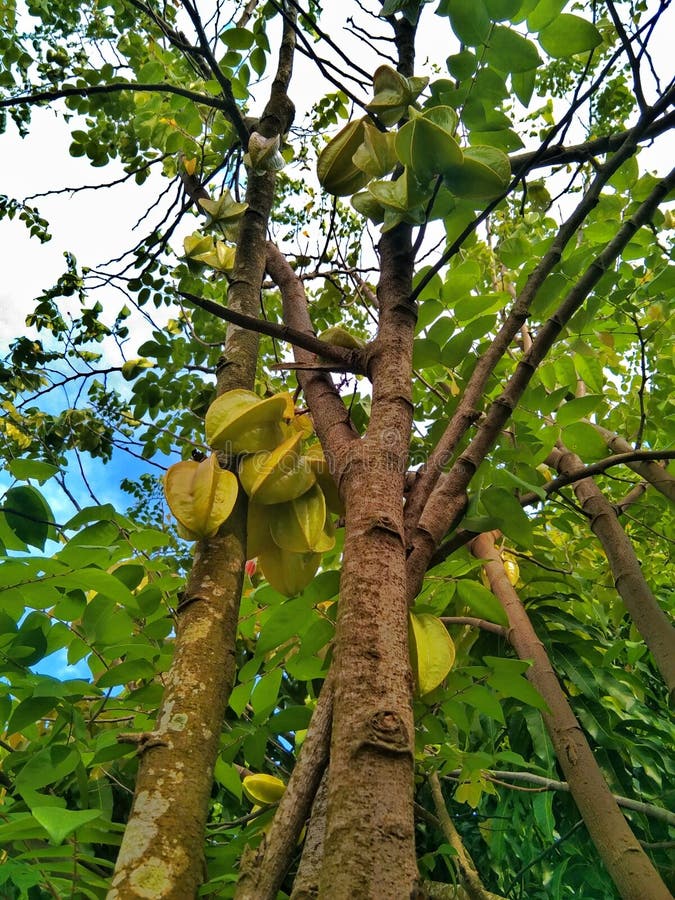 Starfruit Tree or Averhoa Blimbi Photos Stock Image - Image of blimbi ...