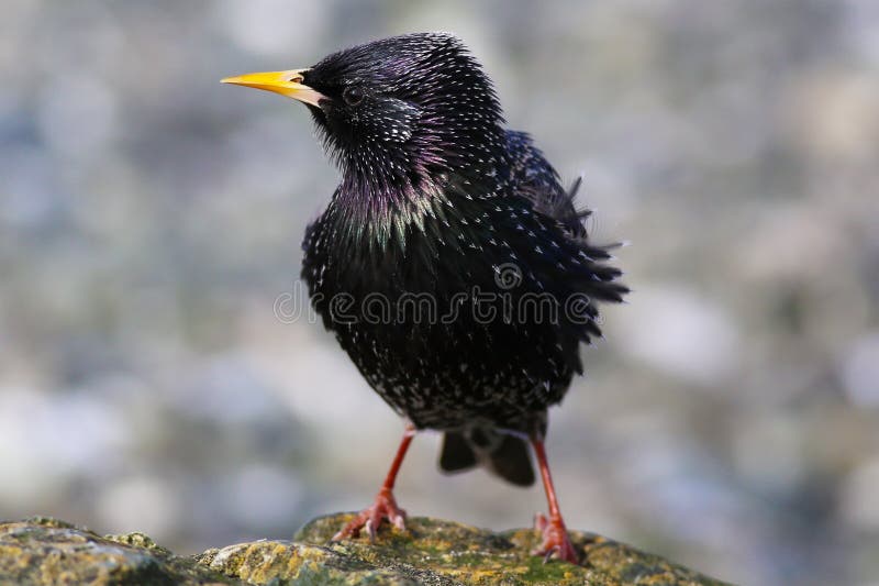 Young Starling stock image. Image of beak, colored, young - 68587277