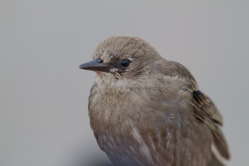 Young Starling stock image. Image of hengistbury, starling - 86363519