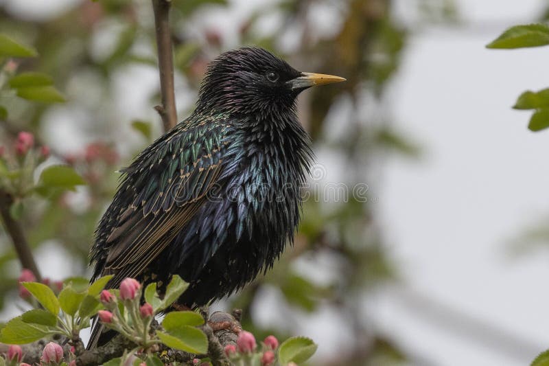 Starling Close Up, Side View Stock Photo - Image of view, flower: 272972034