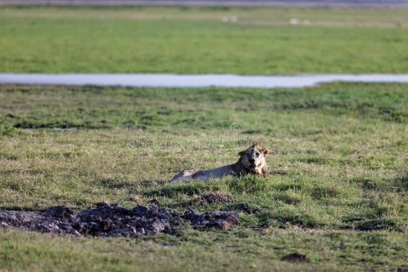 Young Starving Male Lion Resting in the Grass in a Field Stock Image ...