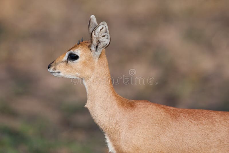 Portrait of Steenbok, Raphicerus Campestris, Wild Animal in Kalahari ...
