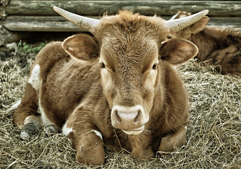 Young Steer stock photo. Image of farming, heiffer, steer - 29822302