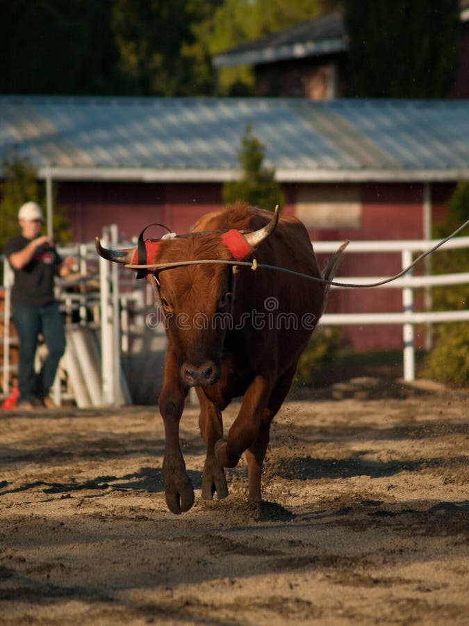 Young Steer Running And Roped Stock Image - Image of roping, ranch ...