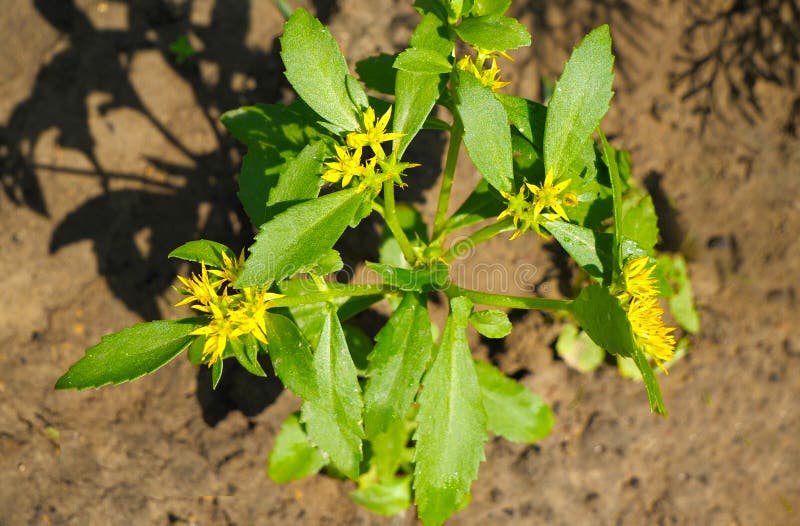 Young stem of golden root stock image. Image of leaves - 305135385