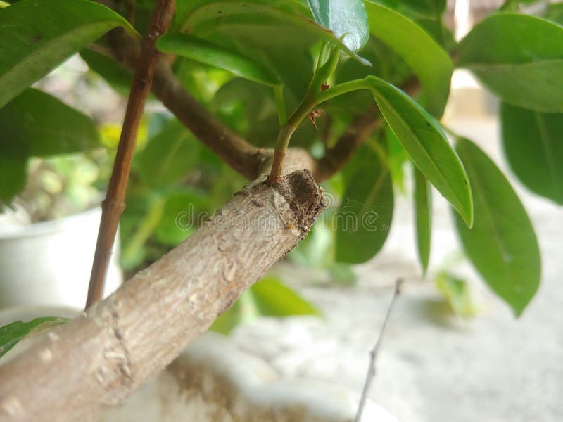 Young Stem Rooted with Small Branch Stock Image - Image of small, young ...