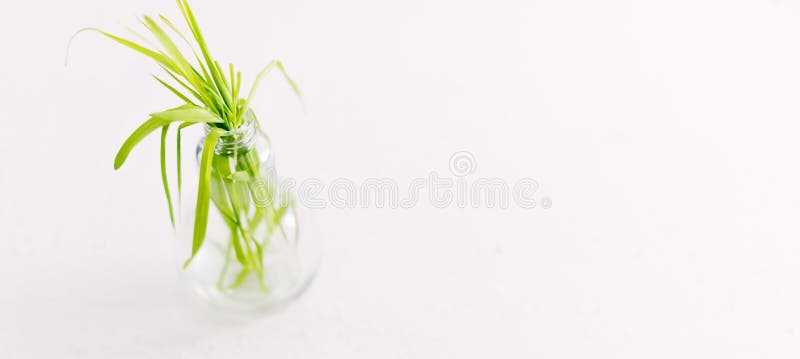 Young Stems of Green Grass in a Glass Lamp on White Stock Photo - Image ...