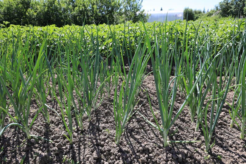 Young Stems of Green Onions in the Soil Close-up Stock Photo - Image of ...