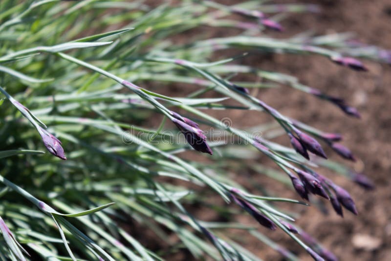 Young Stems with Unblown Purple Buds in the Spring Sun Stock Photo ...