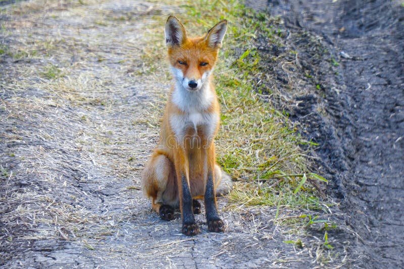 Young Steppe Fox Korsak Sits on Ground and Looks at the Camera Stock ...