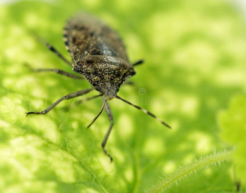 Stink Bug on Hen with Chick Stock Image - Image of leaves, leaf: 139895961
