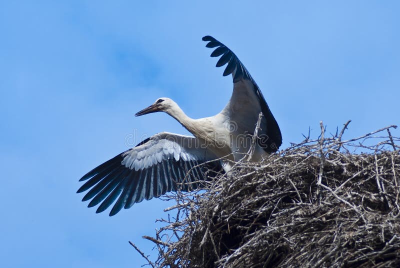 Young stork stock image. Image of nature, clear, alone - 15201095