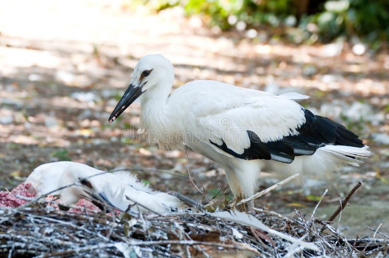 Young stork stock photo. Image of bird, nature, baby - 20089926