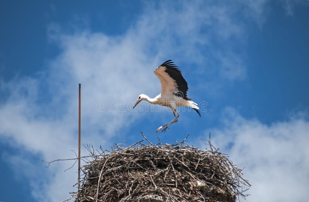 Young stork in nest stock photo. Image of brick, scene - 75361982