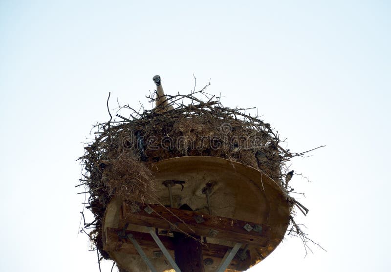 Young stork screaming stock photo. Image of nesting, stick - 66403304