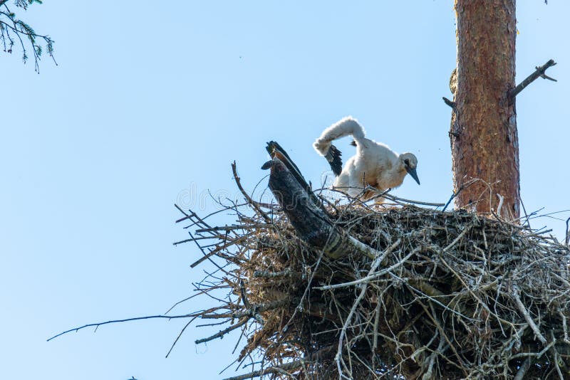 Young Storks in a Nest High Up in the Tree on a Nice Summer Day Stock ...