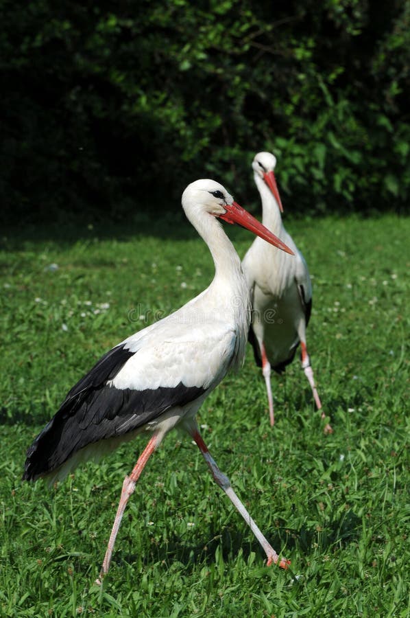 Two Young Storks Scenery stock image. Image of stork - 32836461