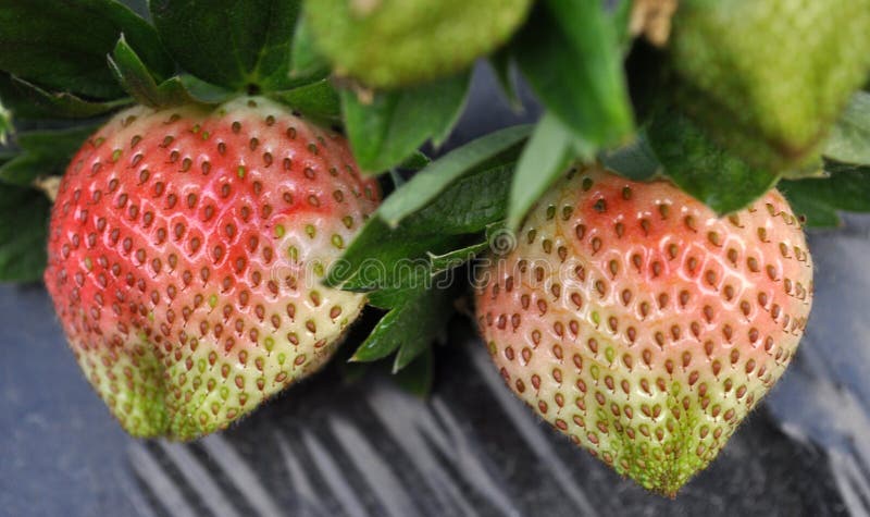 Young strawberries stock image. Image of floristic, fresh - 17301793