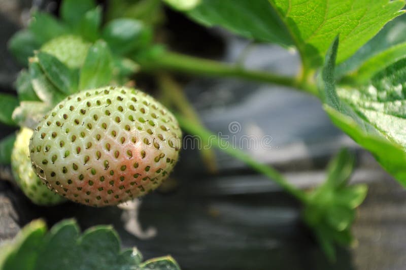 Young strawberry stock image. Image of land, botanic - 17103407