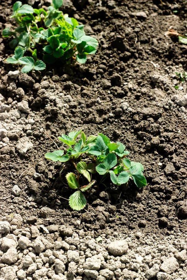 Young strawberry bush stock photo. Image of spring, watered - 93158856