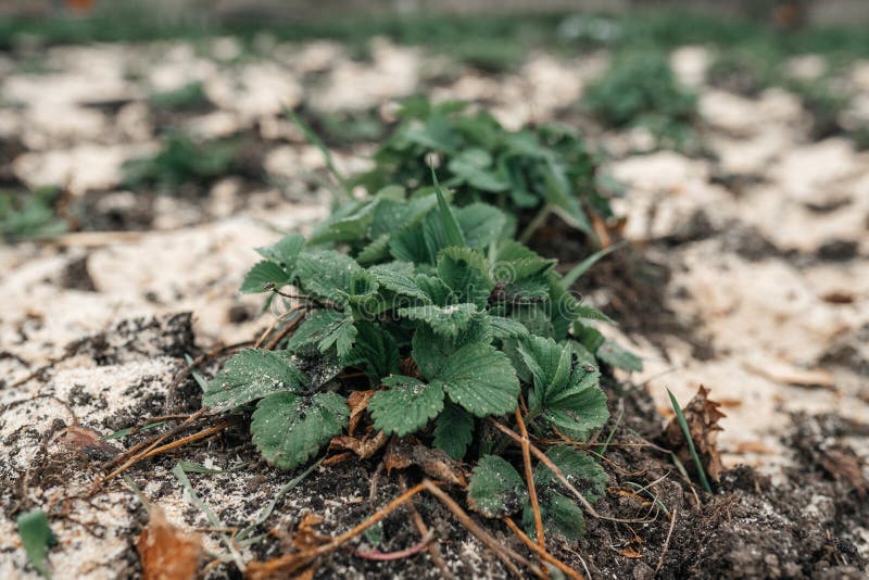 Young Strawberry Bushes in the Ground Stock Image - Image of spring ...