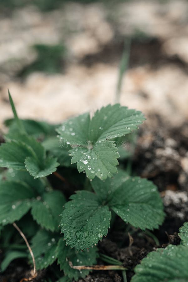 Young Strawberry Bushes in the Ground Stock Image - Image of berry ...