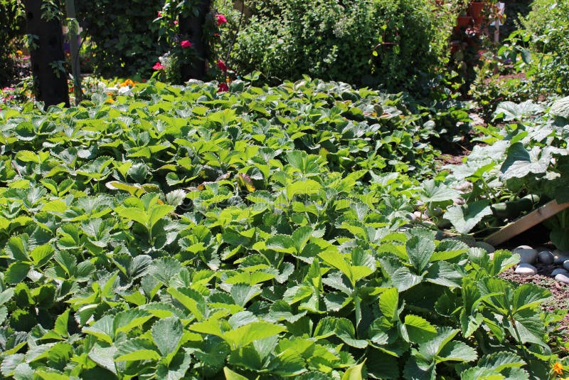 Young strawberry garden stock image. Image of fresh, nutrition - 48436055