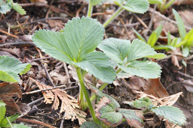 Young Strawberry Plant stock photo. Image of berry, fruit - 39534176