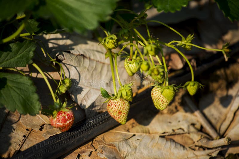 Young Strawberry Plant in the Morning Stock Photo - Image of green ...