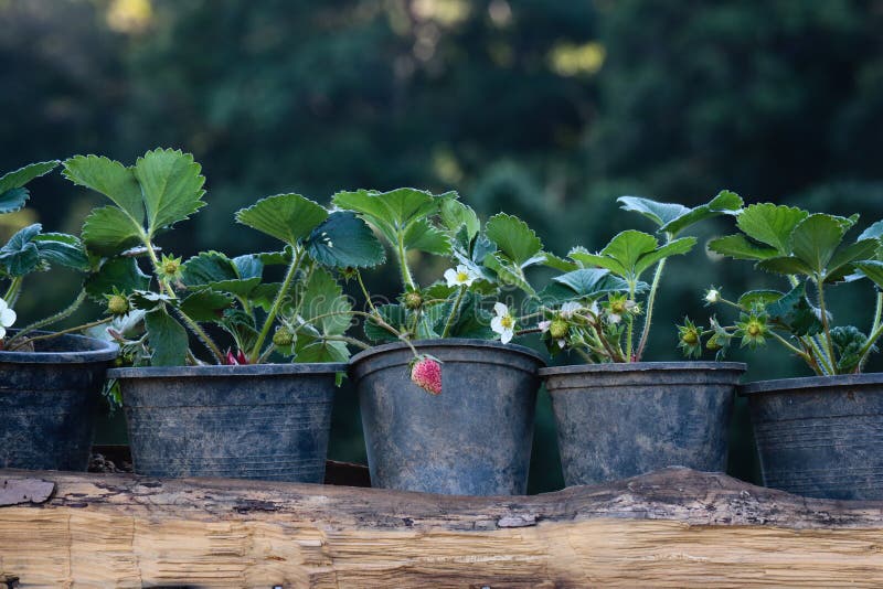 Young strawberry plant stock image. Image of fruit, fresh - 64852757