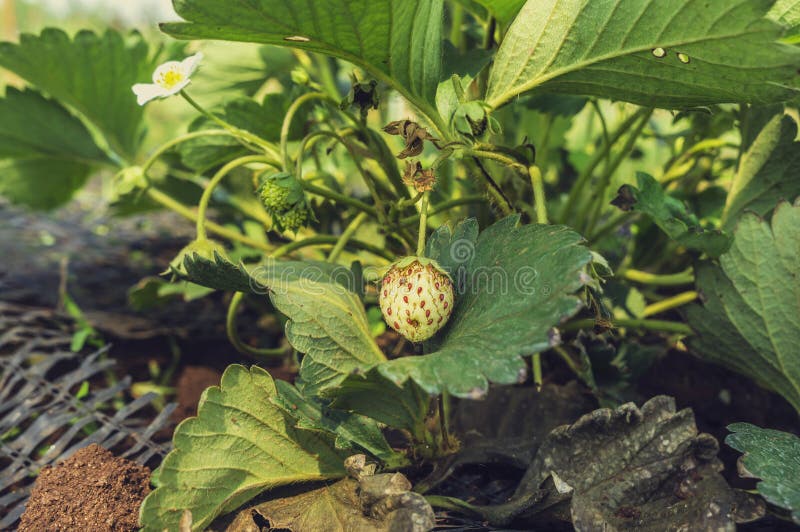 Young Strawberry stock photo. Image of flower, young - 40084846