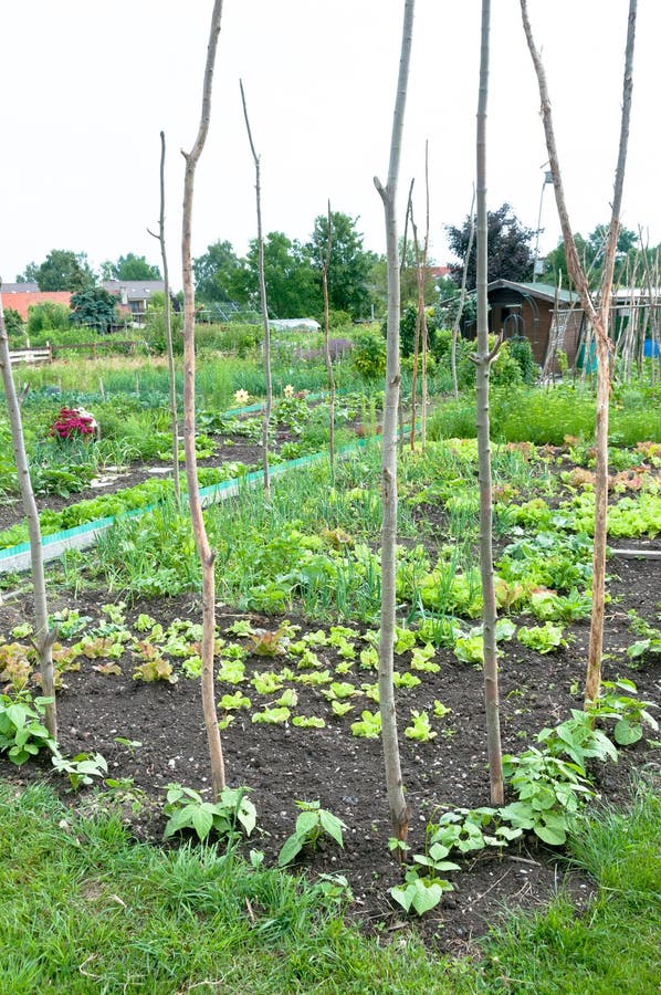 Young String Bean Plants and Other Vegetables on a Patch Stock Photo ...