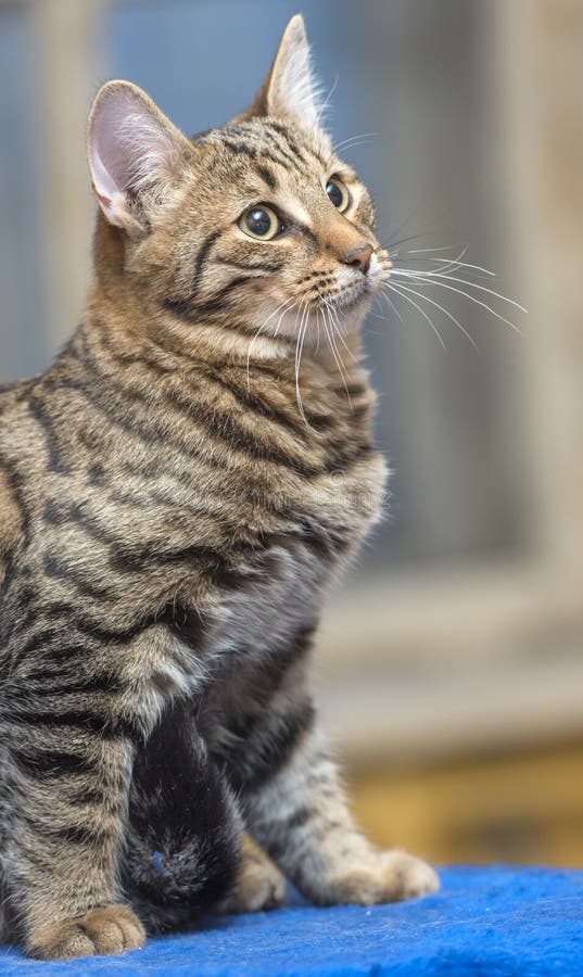 Young striped cat stock photo. Image of kitten, mackerel - 38011352