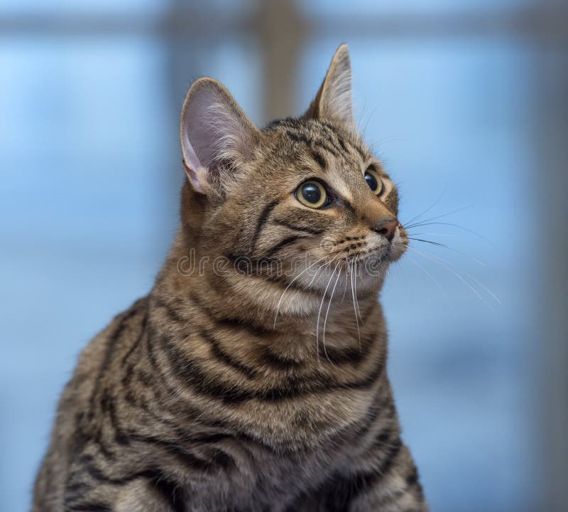 Young striped cat stock photo. Image of kitten, mackerel - 38011352