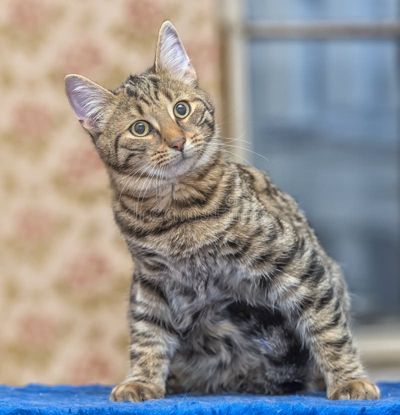 Young striped cat stock photo. Image of kitten, mackerel - 38011352