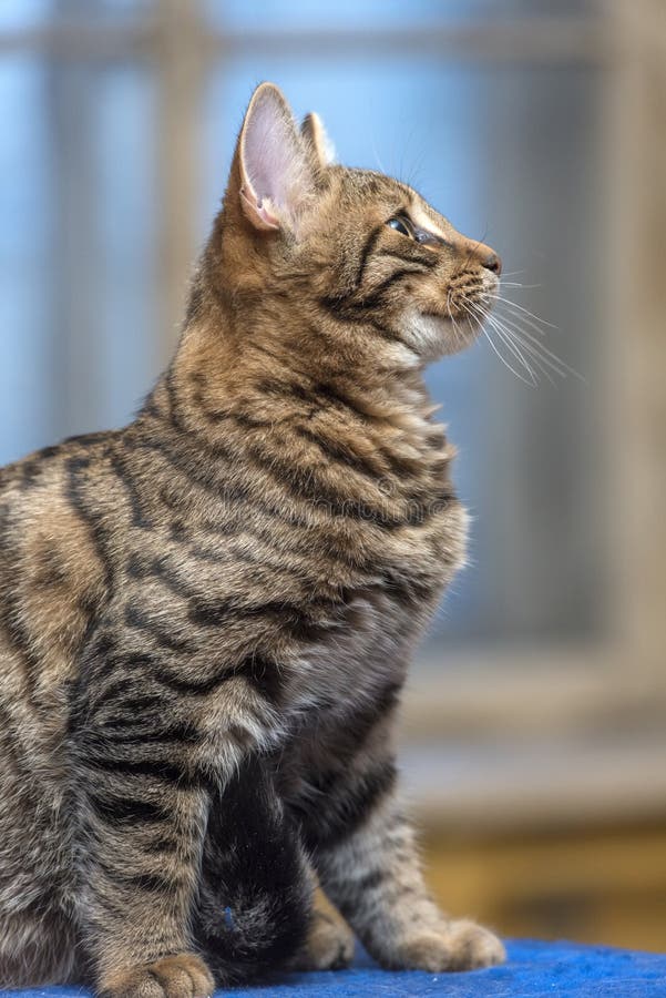 Young striped cat stock photo. Image of kitten, mackerel - 38011352